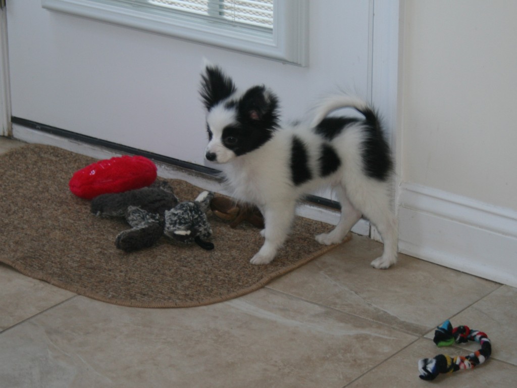 InVolo Papillons - Breeders of Champion Papillons