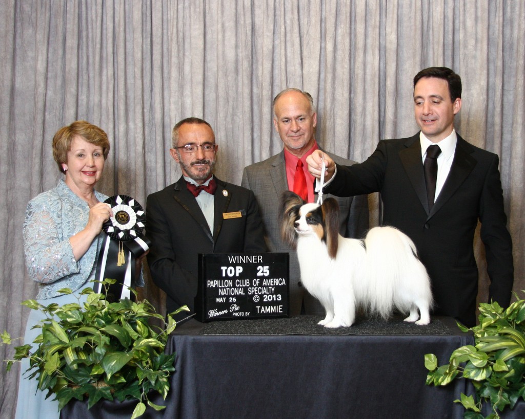 InVolo Papillons - Breeders of Champion Papillons